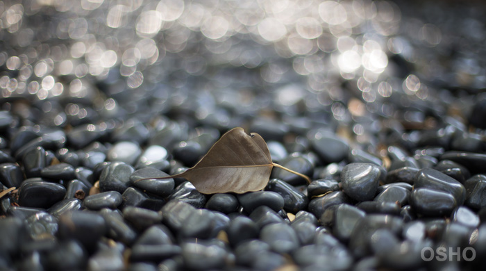 The Other: Myself: One