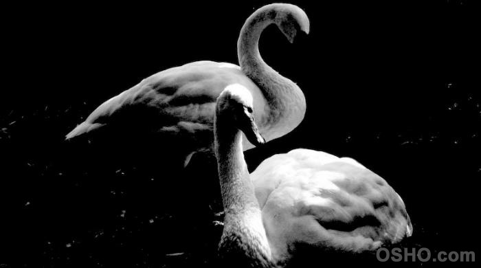 Emotional Ecology: The Way of the Sly Man