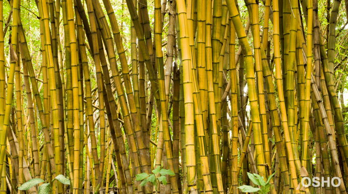 Hollow Bamboo | OSHO – Transform Yourself through the Science of Meditation