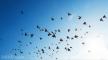 Flight Needs Two Wings
